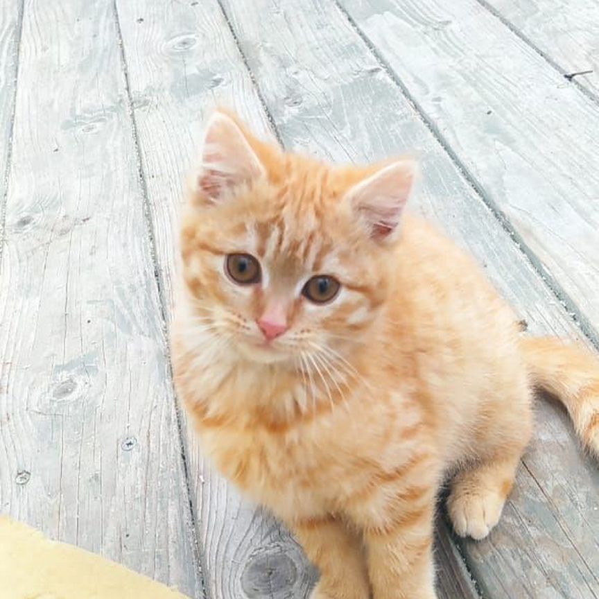 Рыжий котенок бесплатно