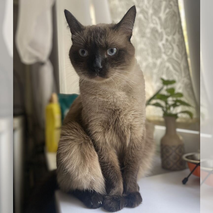 Тайский, взрослый кот