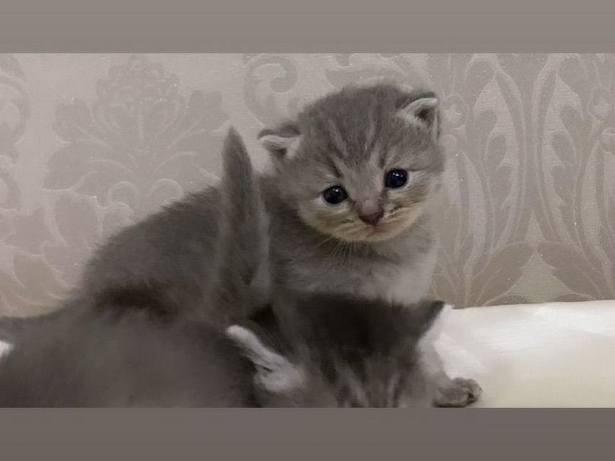 Шотландская вислоухая