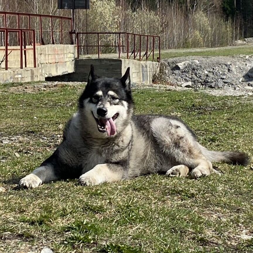 Собака лайка-маламут