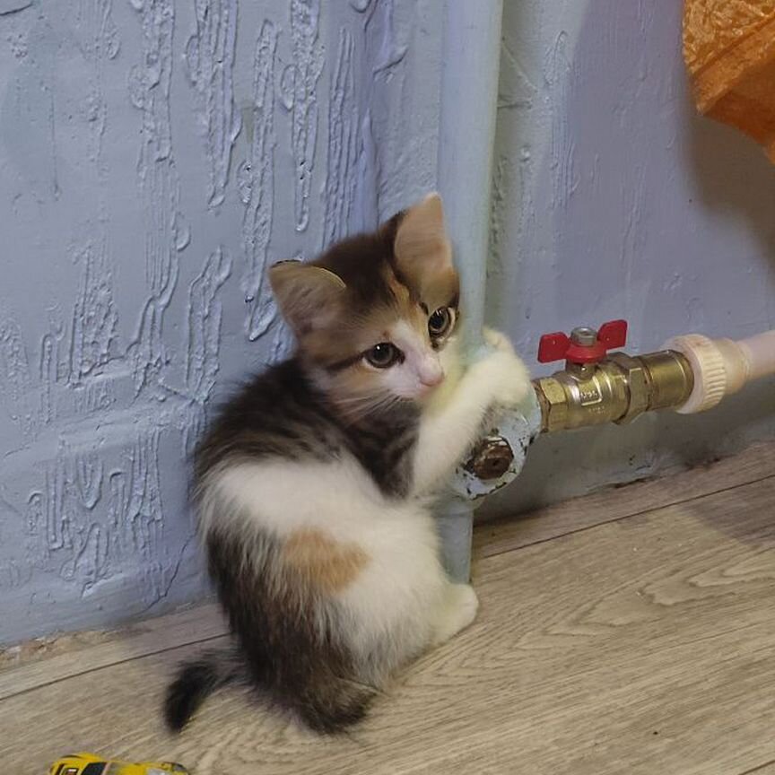 Котята в добрые руки бесплатно