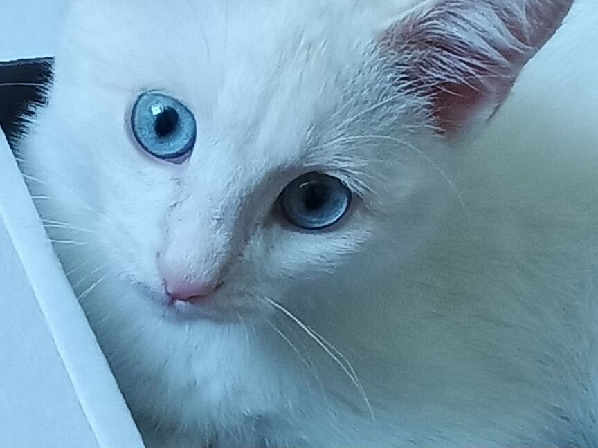 Отдам котенка в добрые руки,возраст 8-9 месяцев