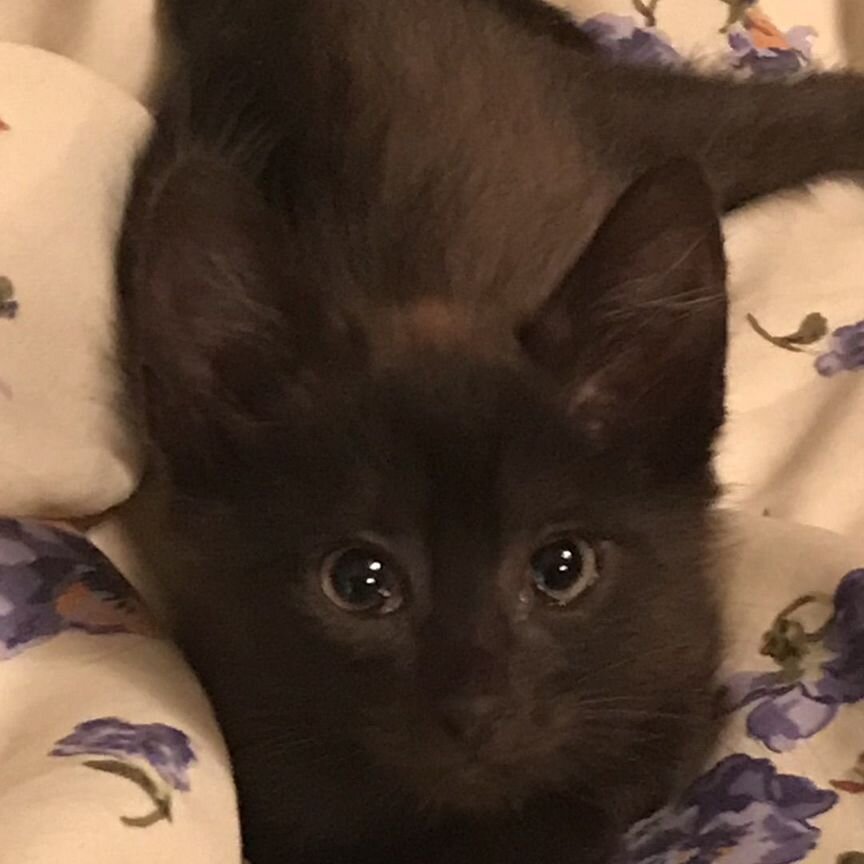 Девочка, шоколадная