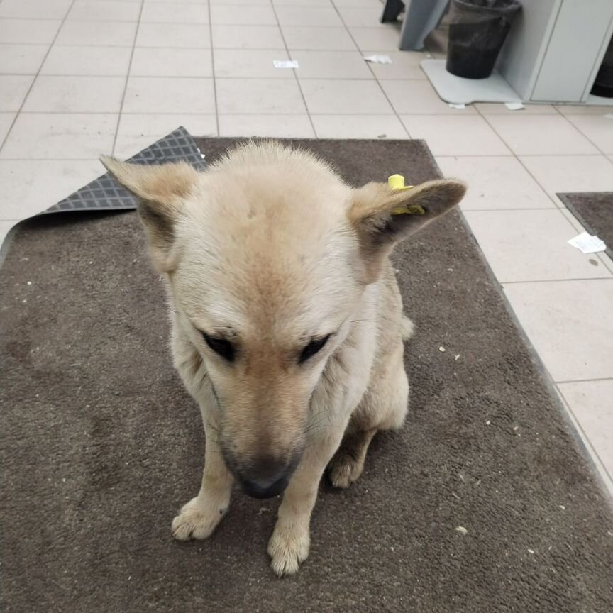 Отдам собачку в добрые руки