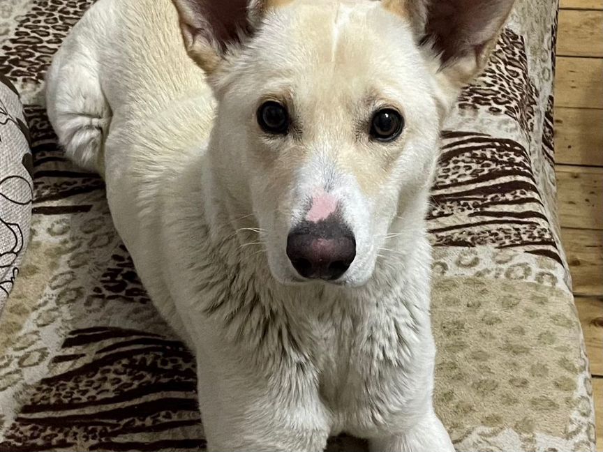 Собака в добрые руки