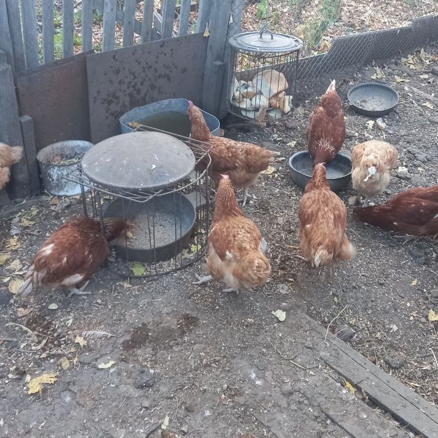 Куры несушки