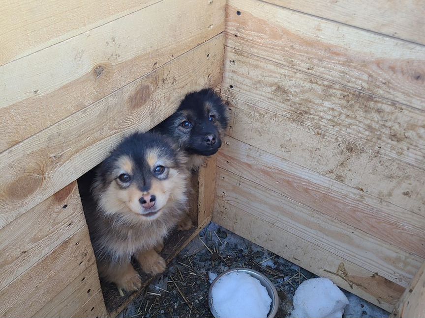 2 малыша спасены из отлова