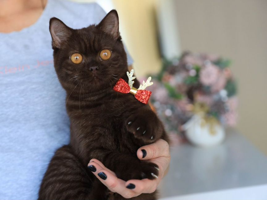 Британские девочки