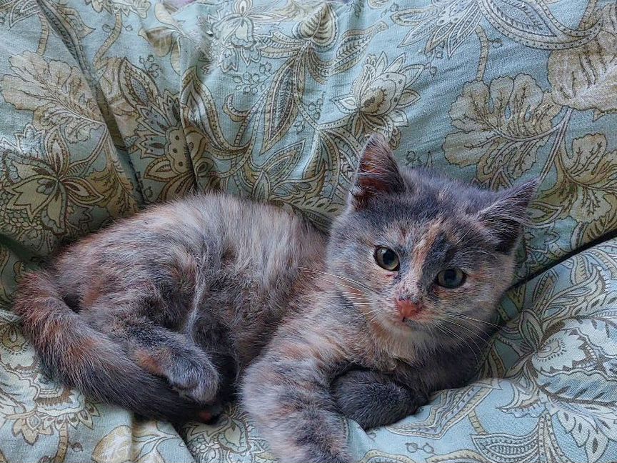 Отдам котёнка в добрые руки