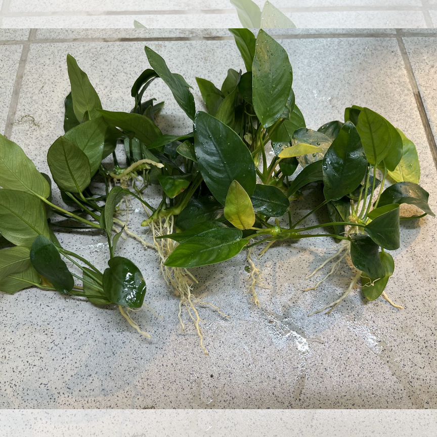 Ферма аквариумных растений