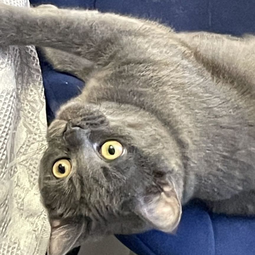 Котенок