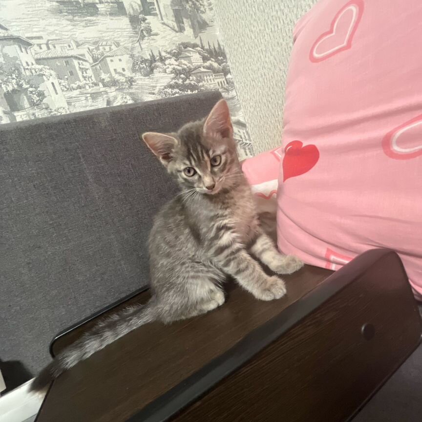 Серый котенок