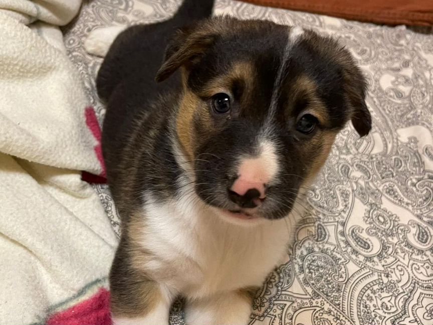 Собака мальчик 2 мес в приюте