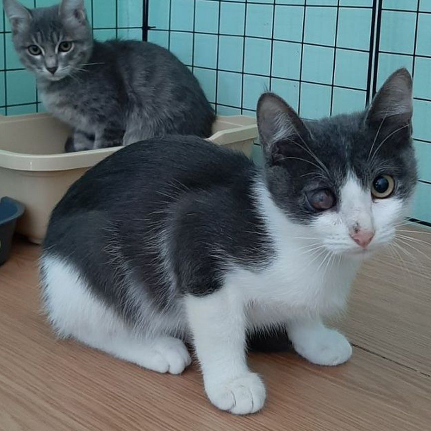 Маленькие котята мальчики