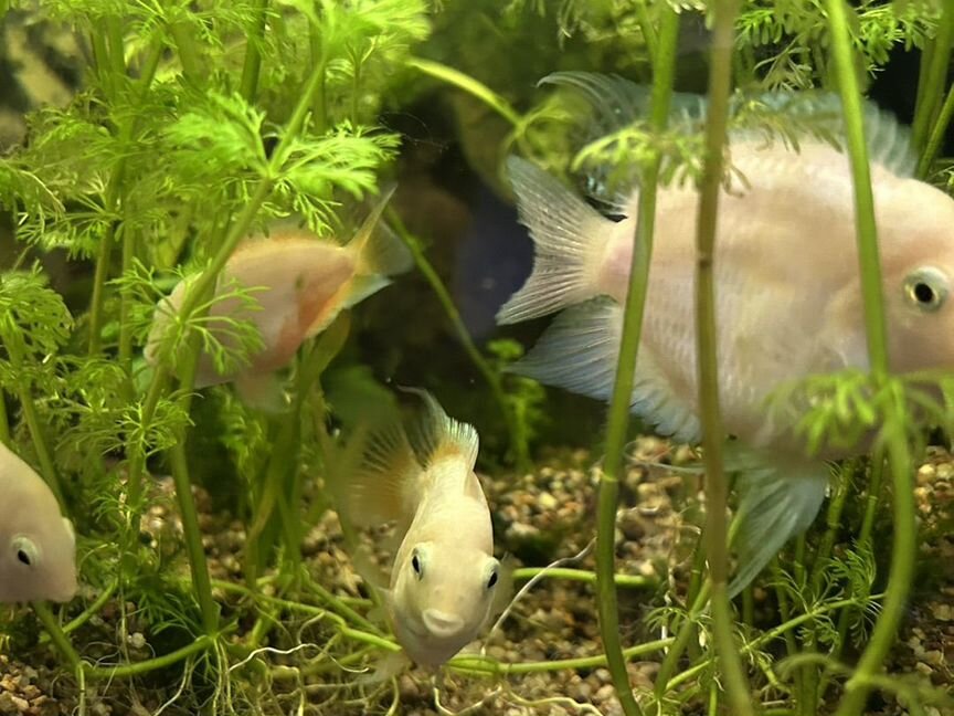 Белый попугай