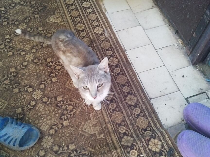 Кот бесплатно в добрые руки