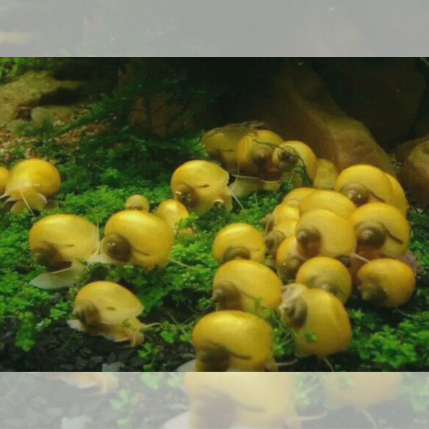 Улитки ампулярии желтые и фиолетовые