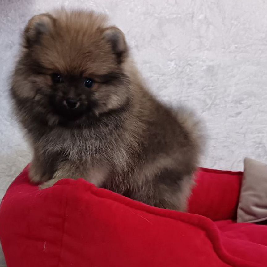 Померанский шпиц, щенок