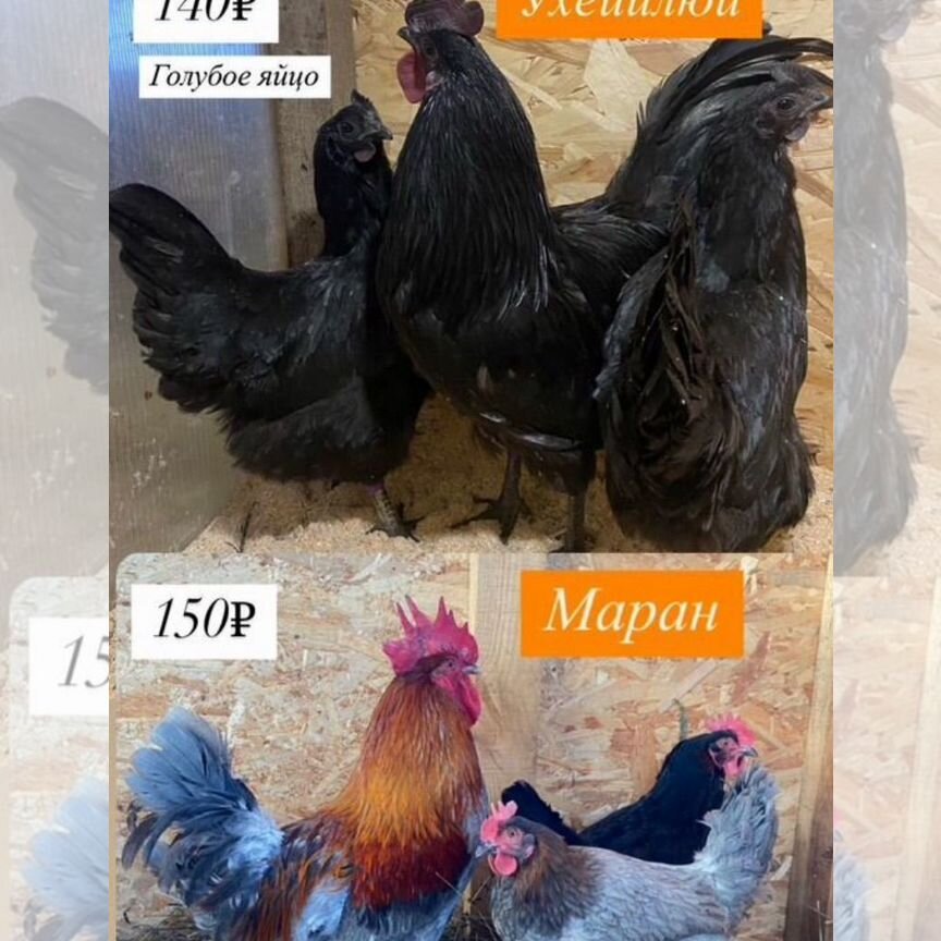 Инкубационное яйцо куриц