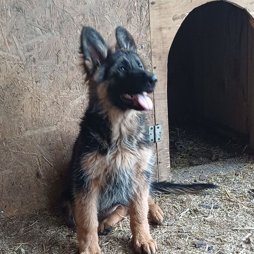 Немецкая овчарка