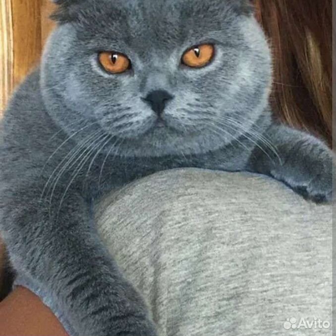 Клубный Шотландский фолд котик