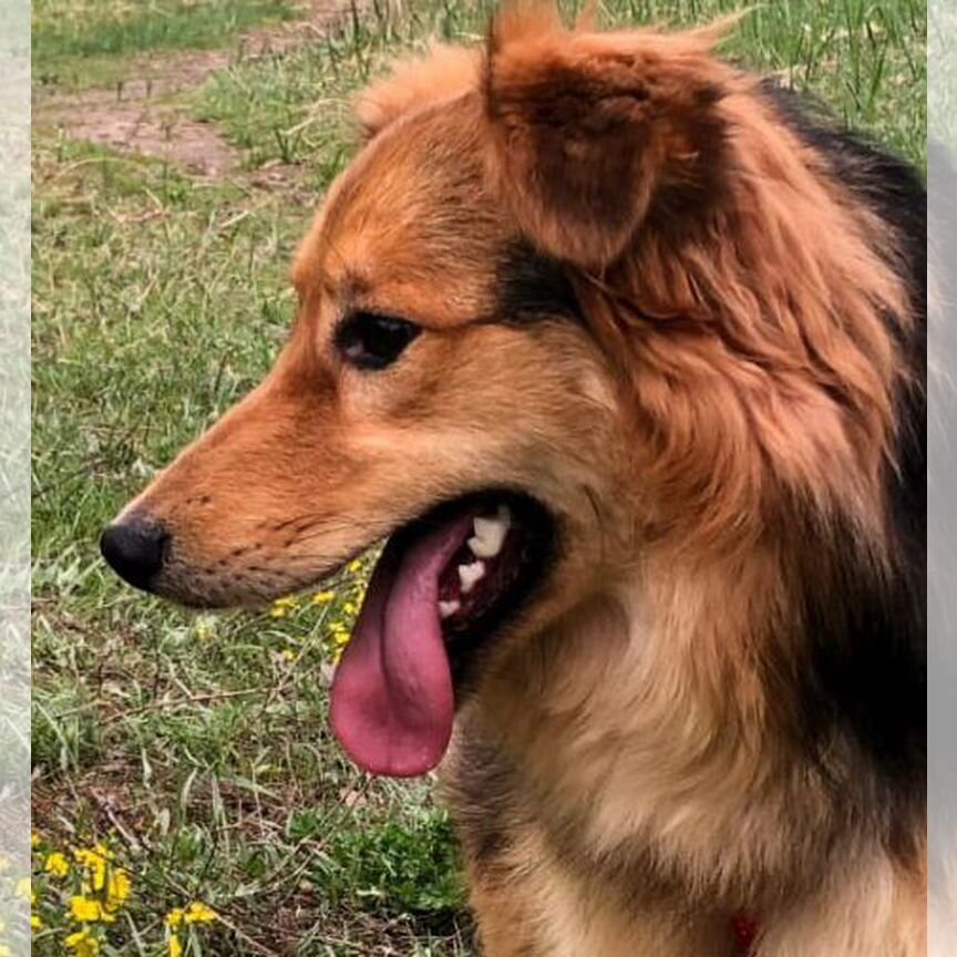 Молодой красавец пёс ищет дом