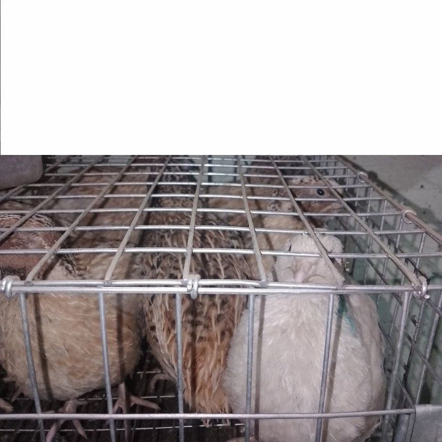 Продам перепелов петушков разных пород