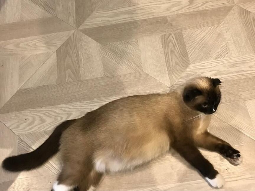 Котяра от сиамской кошки