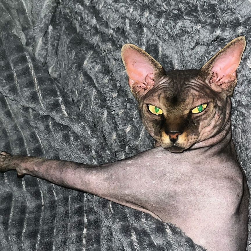 Канадский сфинкс отдам