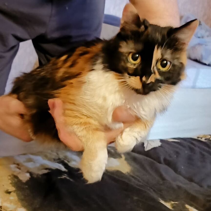 Отдам кошечку в добрые руки