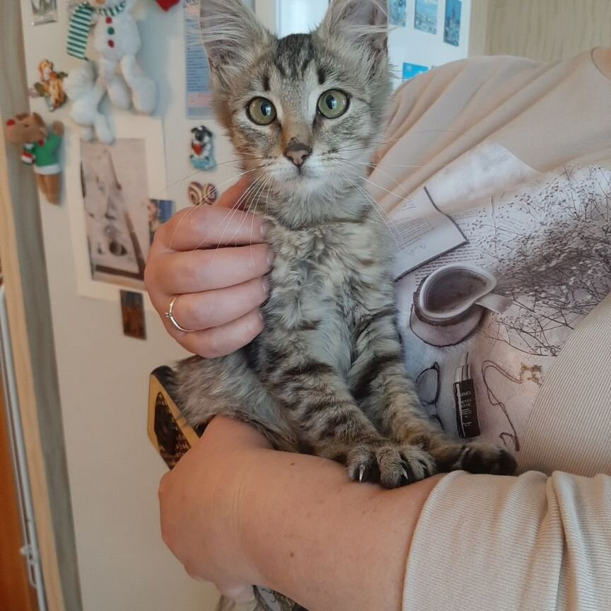 Котёнок в добрые руки