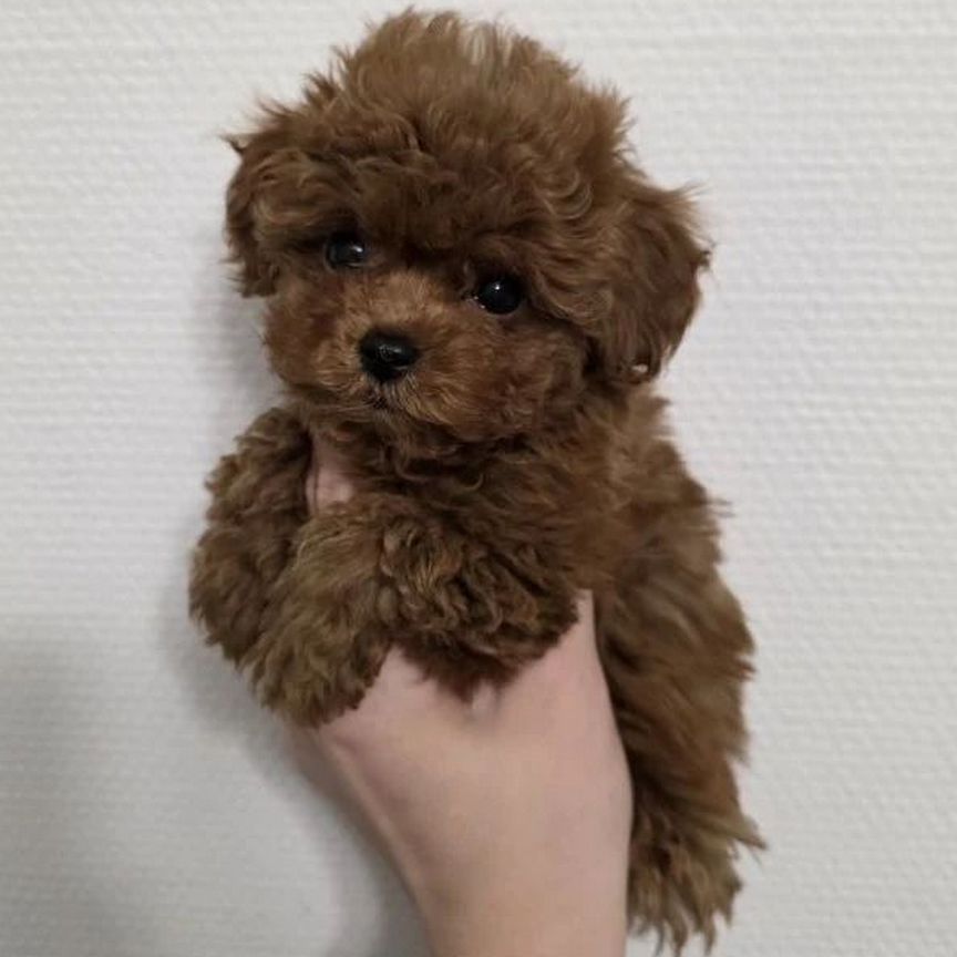 Мальтипу, щенок