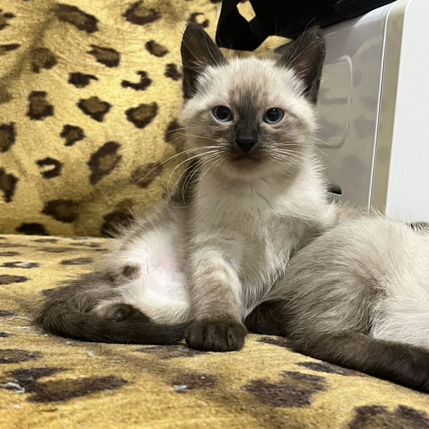 Тайские котята