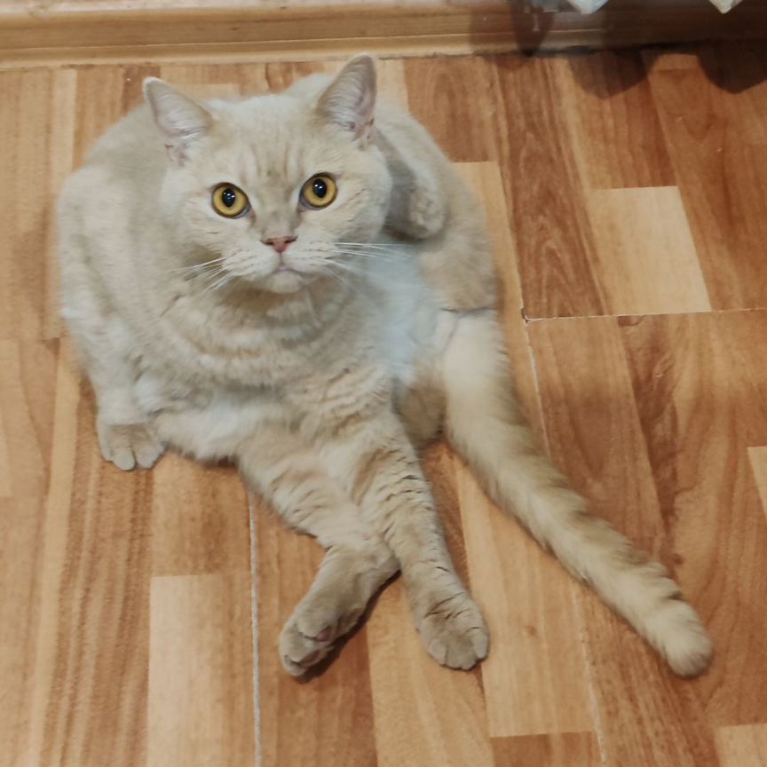 Шотландский кот Тима