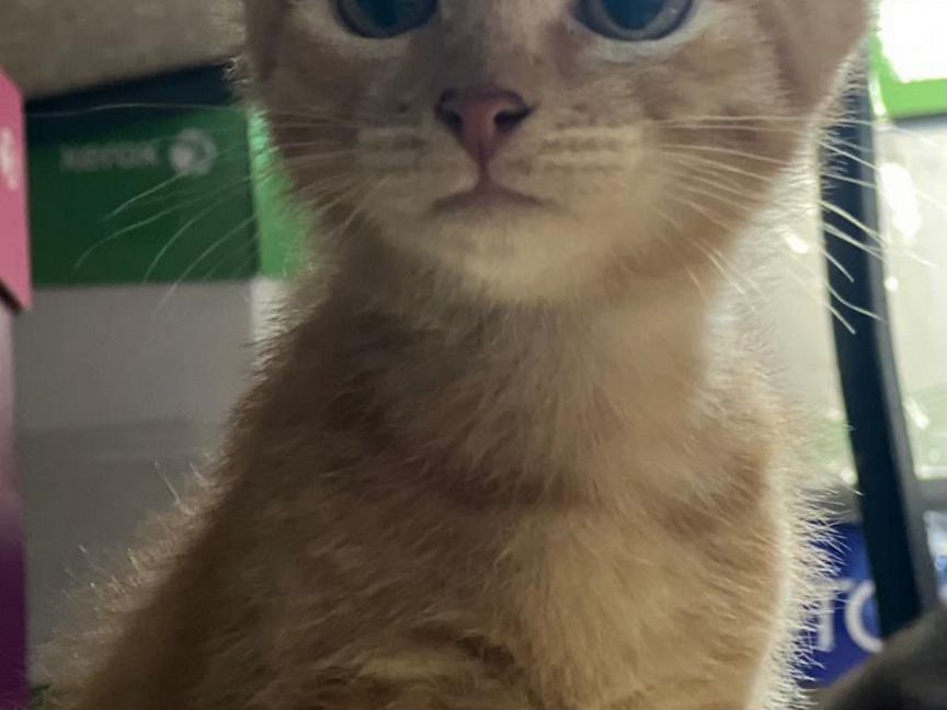 Котята в добрые руки мальчики рыжие