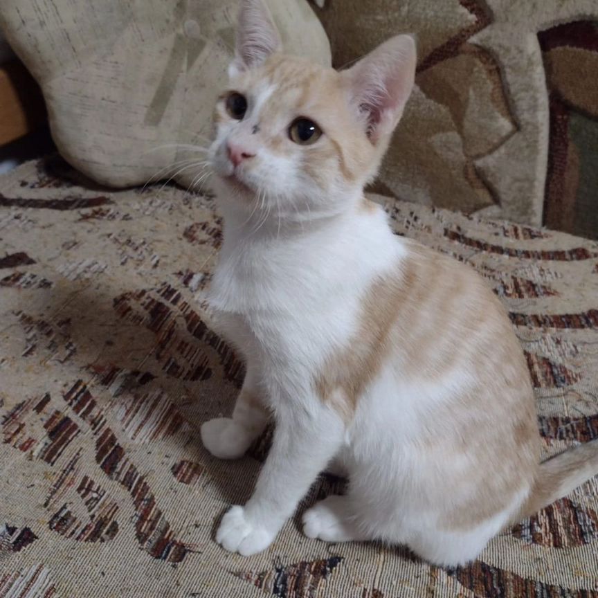 Котенок мальчик в добрые руки