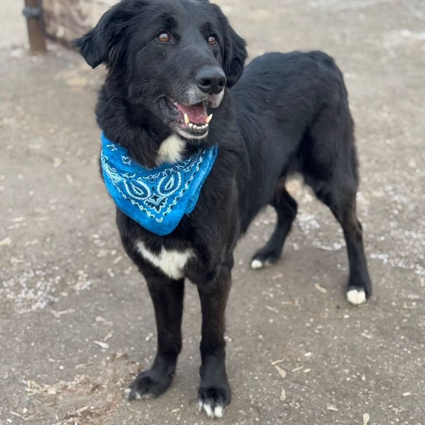 Собака в добрые руки