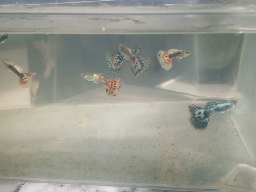 Аквариумные рыбки гуппи