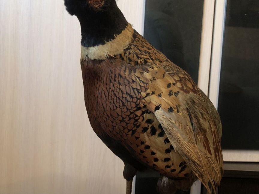 Фазан чучело Корея