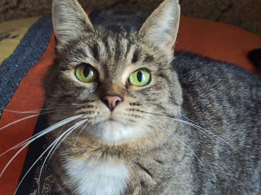 Кошка