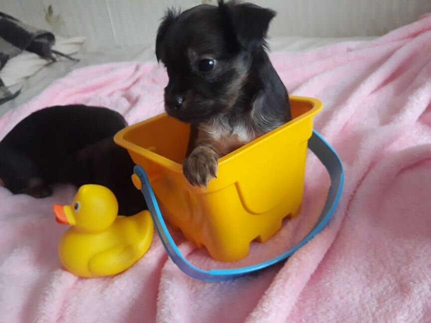 Длинношерстный той-терьер