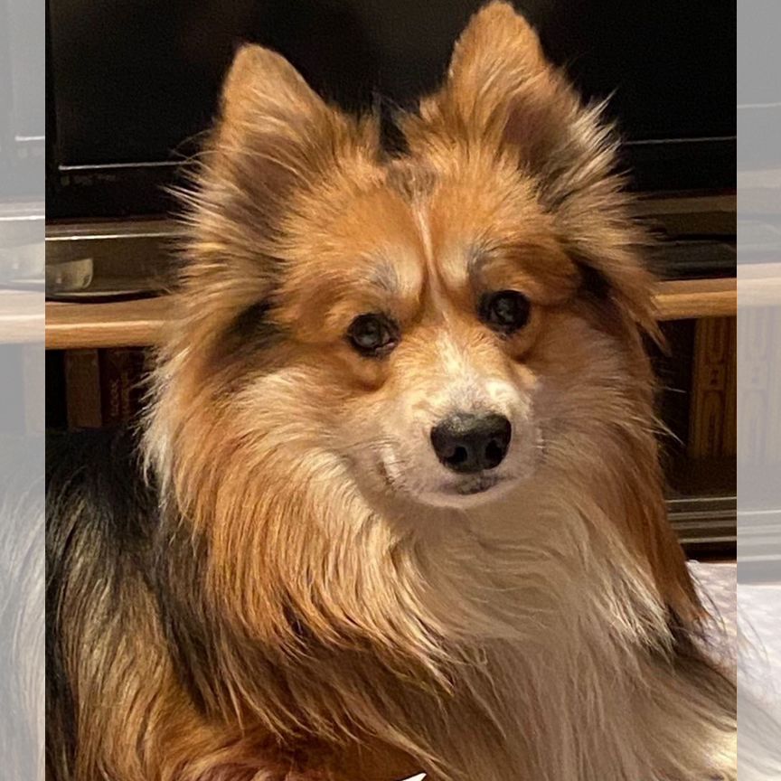 Вельш Корги Пемброк, взрослый пёс