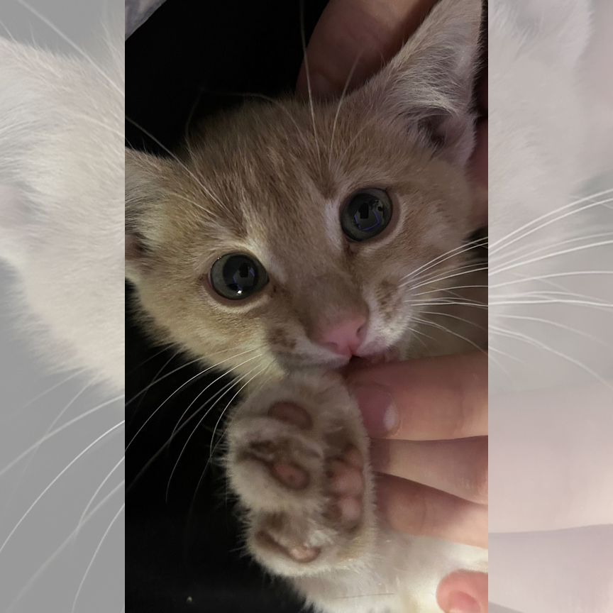 Котёнок в добрые руки