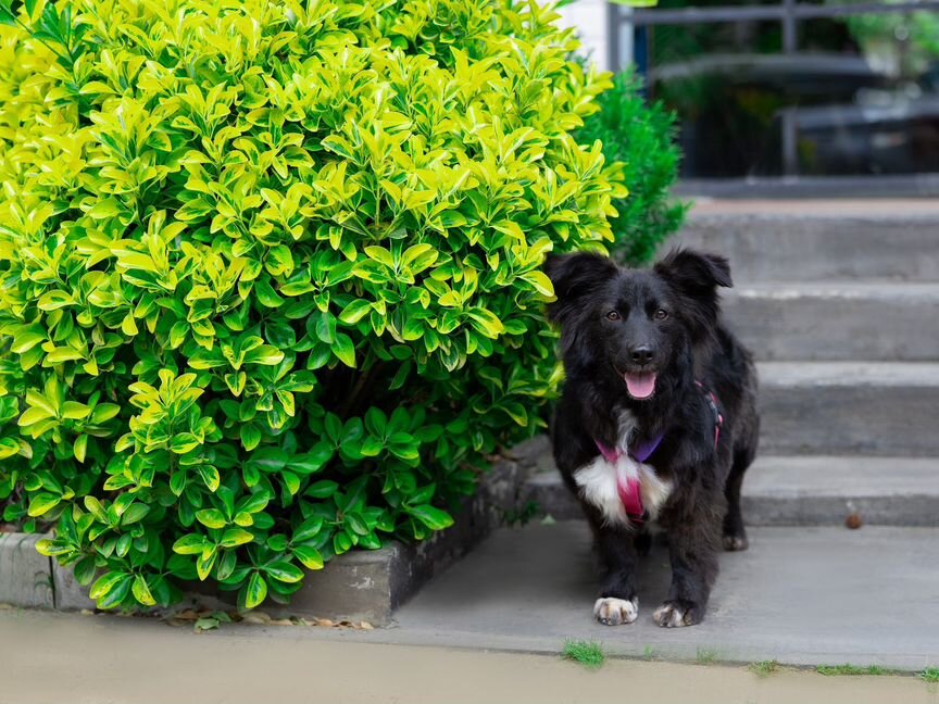 Кара ищет дом