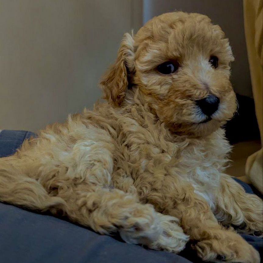 Той-пудель щенки девочки