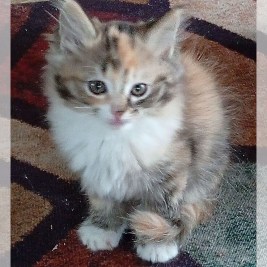 Котёнок от частного владельца