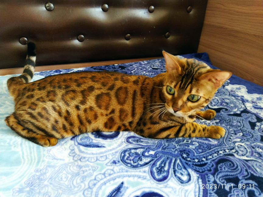 Бенгальская кошка
