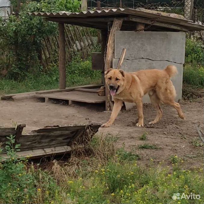 Армянский гампр