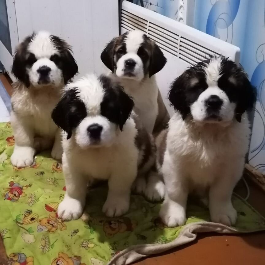 Мальчик Бетховен