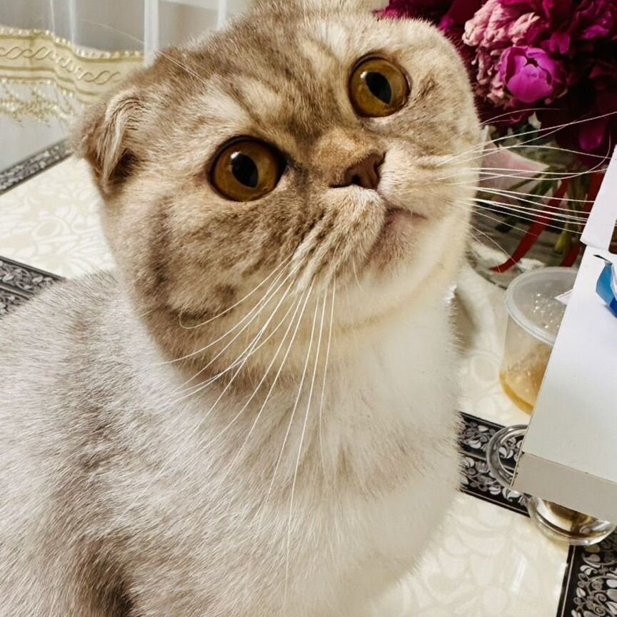 Кошка шотландка вислоухая